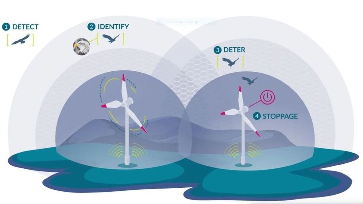 Riviera - News Content Hub - AI and machine learning used to keep birds ...