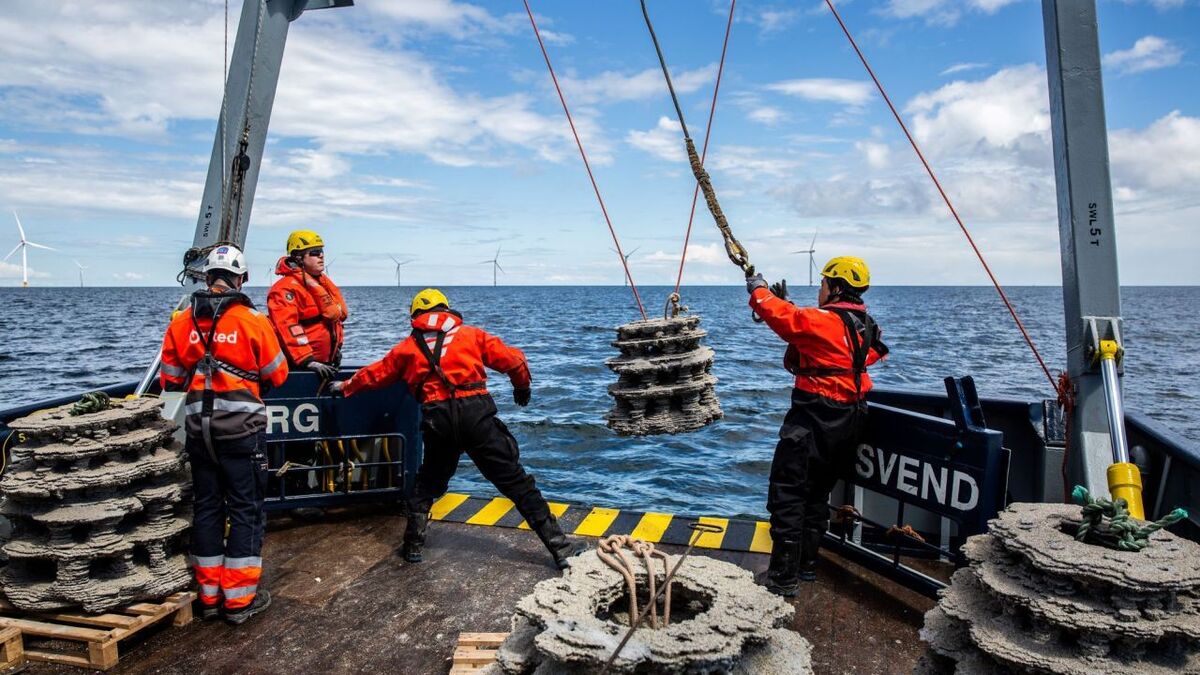 Riviera - News Content Hub - Ørsted, WWF test 3D-printed reefs to ...