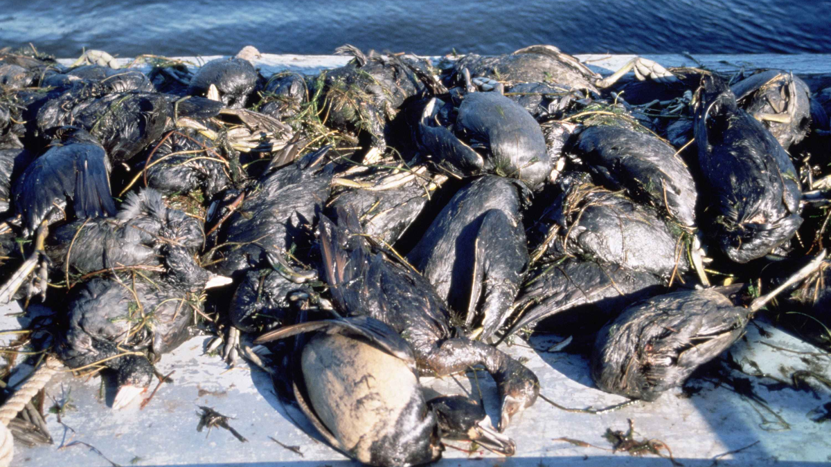 Riviera - News Content Hub - European tanker operators navigate ...